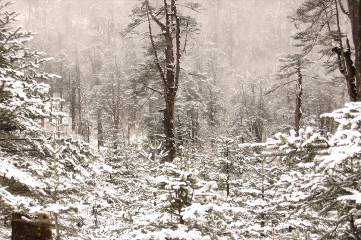 (2024) Top Tourist Places & Offbeat Places In Rongli