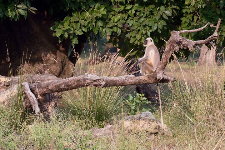 (2024) Top Tourist Places & Offbeat Places In Bichhiya