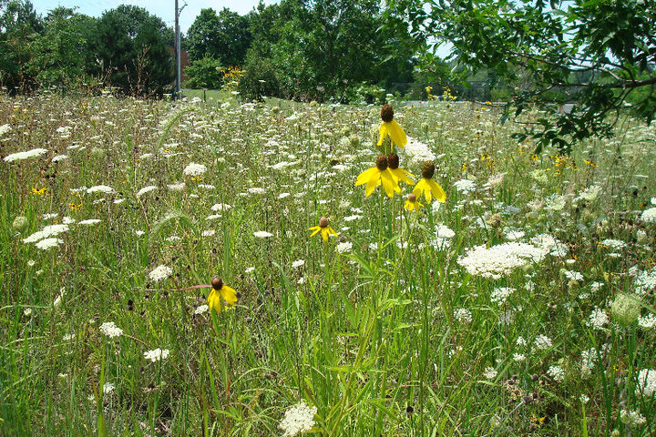 (2024) Top Tourist Places & Offbeat Places In Chausa