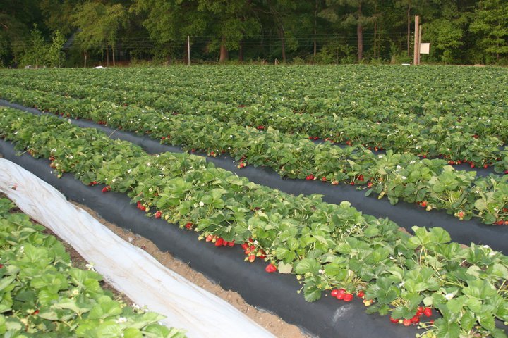 (2024) Top Tourist Places & Offbeat Places In Etalin